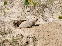 tuco – Cigar Reviews by the Katman